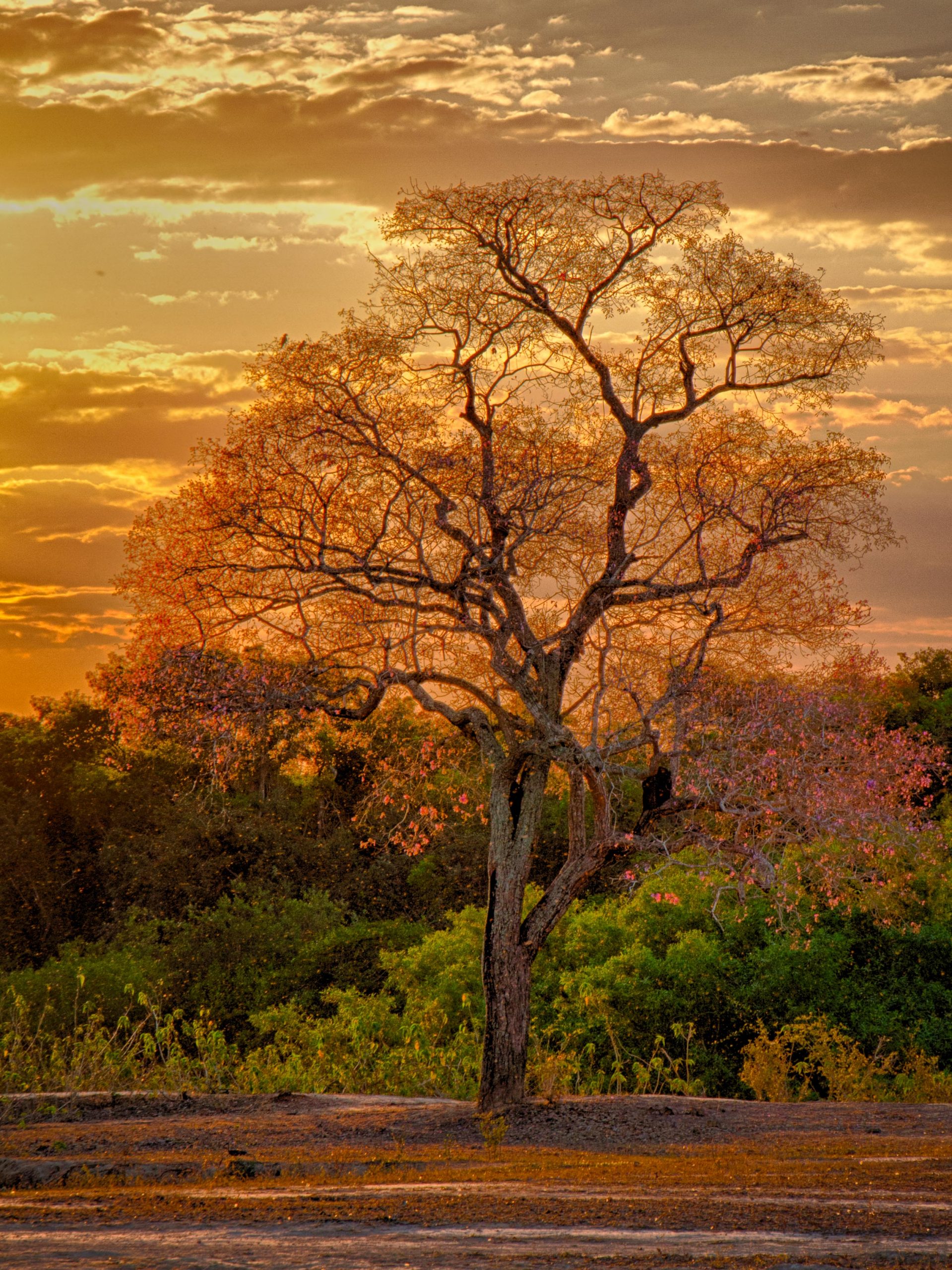 Morning Tree_HDR – Friends Meeting of San Antonio